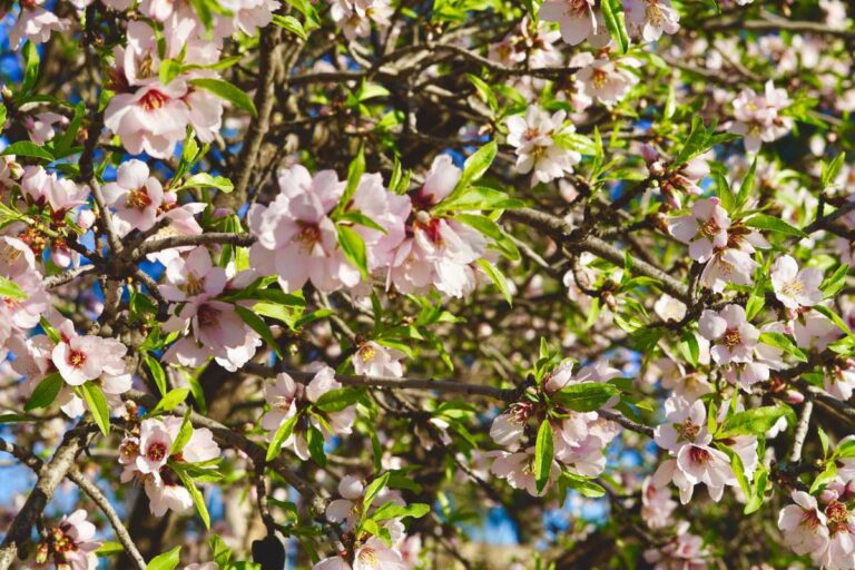 Amandier fleurs roses ou blanches : variétés et pollinisation