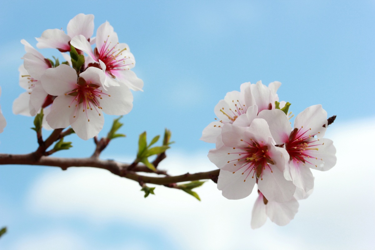 Amandier fleurs roses ou blanches : variétés et pollinisation