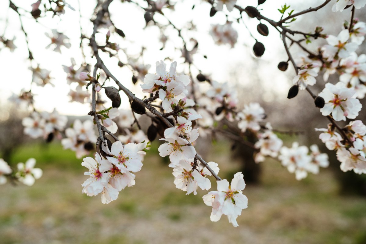 Amandier fleurs roses ou blanches : variétés et pollinisation